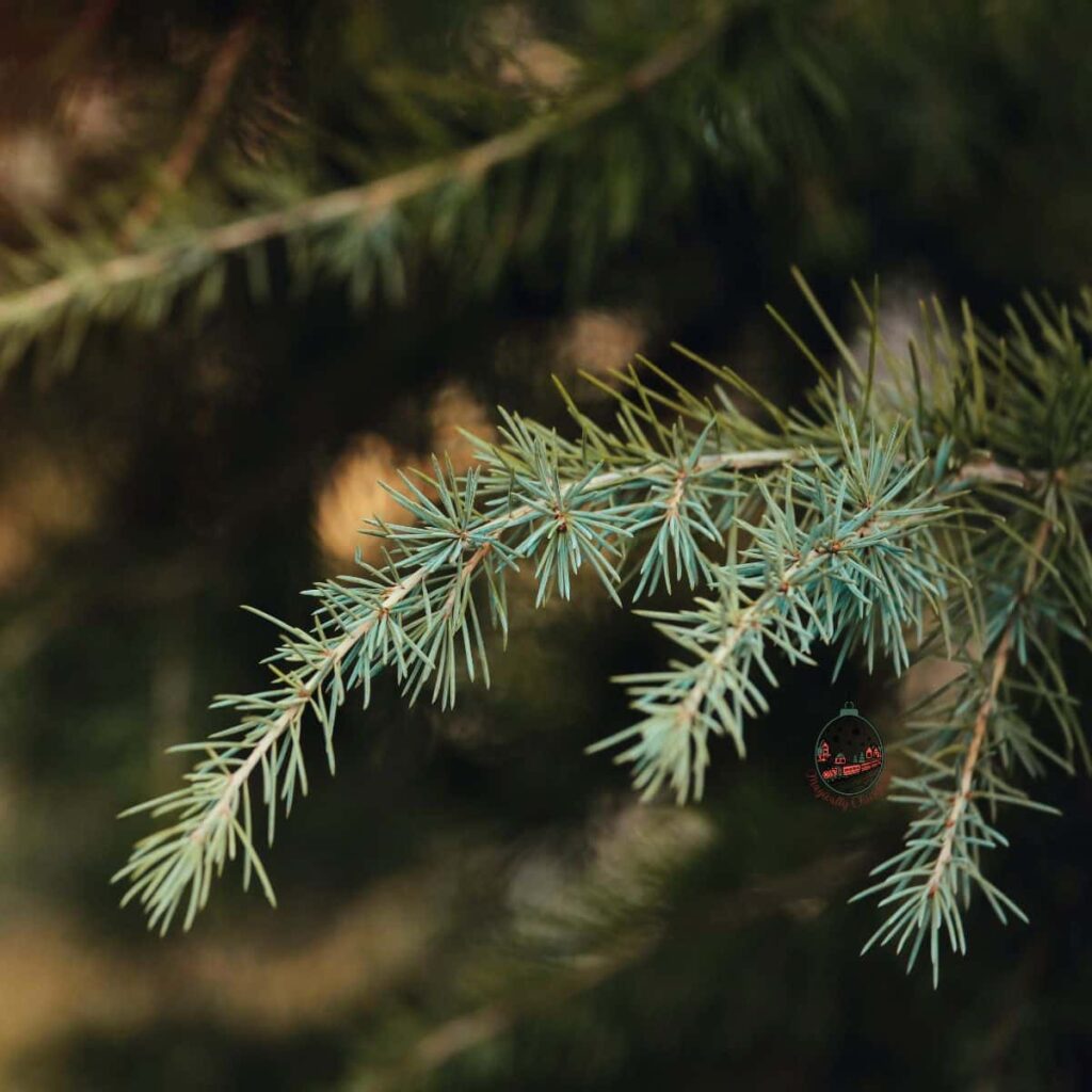 Christmas Tree Traditions: The History Behind the Holiday Symbol ...